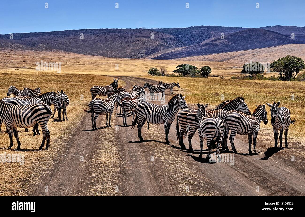 Zebra jam hi-res stock photography and images - Alamy