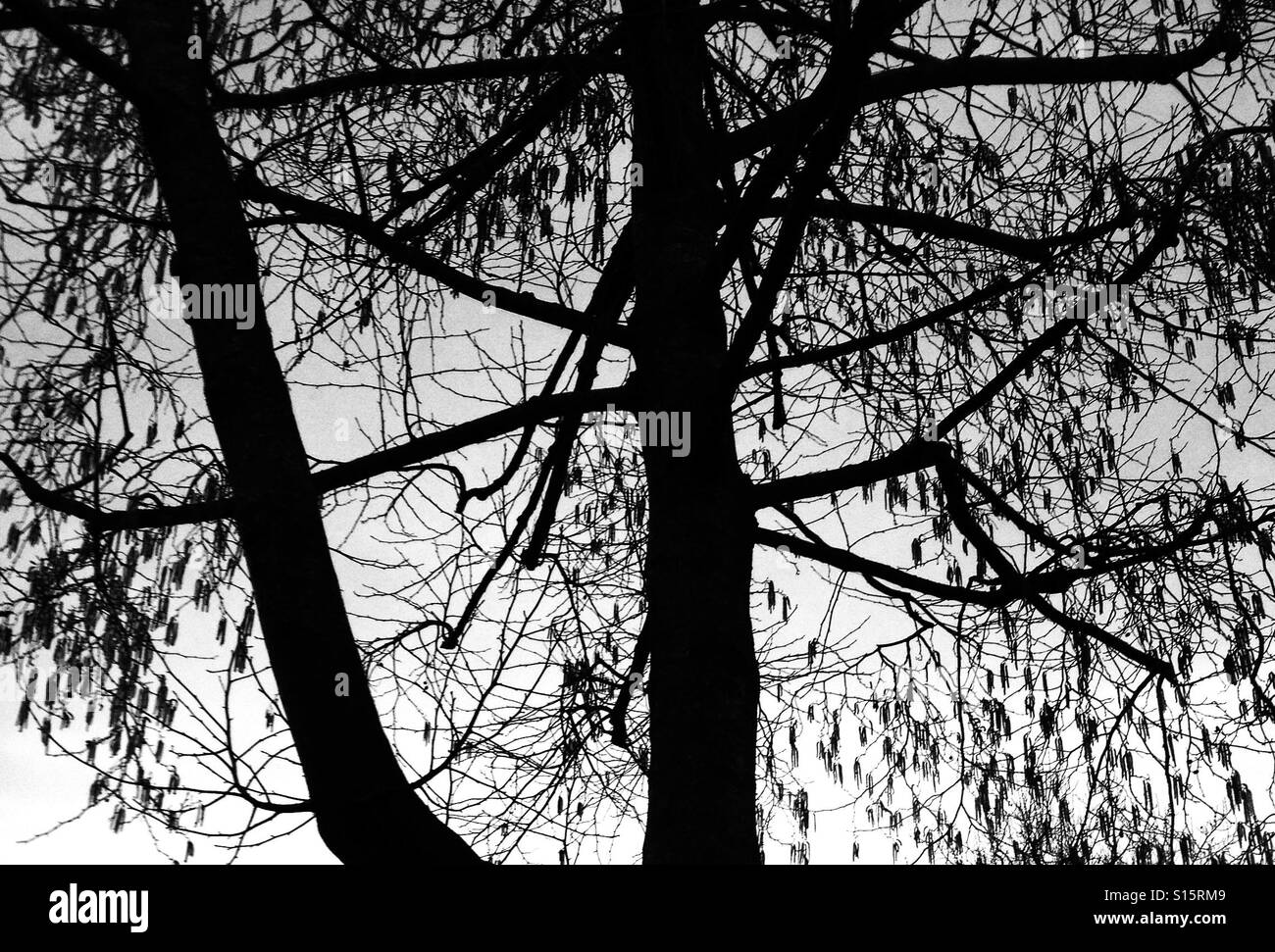 Patterns of branches hi-res stock photography and images - Alamy