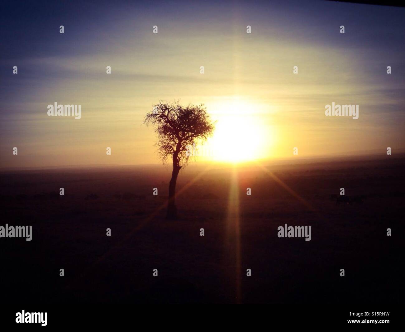 a tree in the African sun, Africa Stock Photo - Alamy