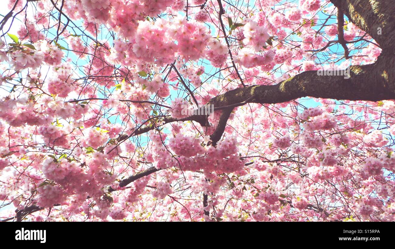 Stockholm sweden cherry blossom hi-res stock photography and images - Alamy