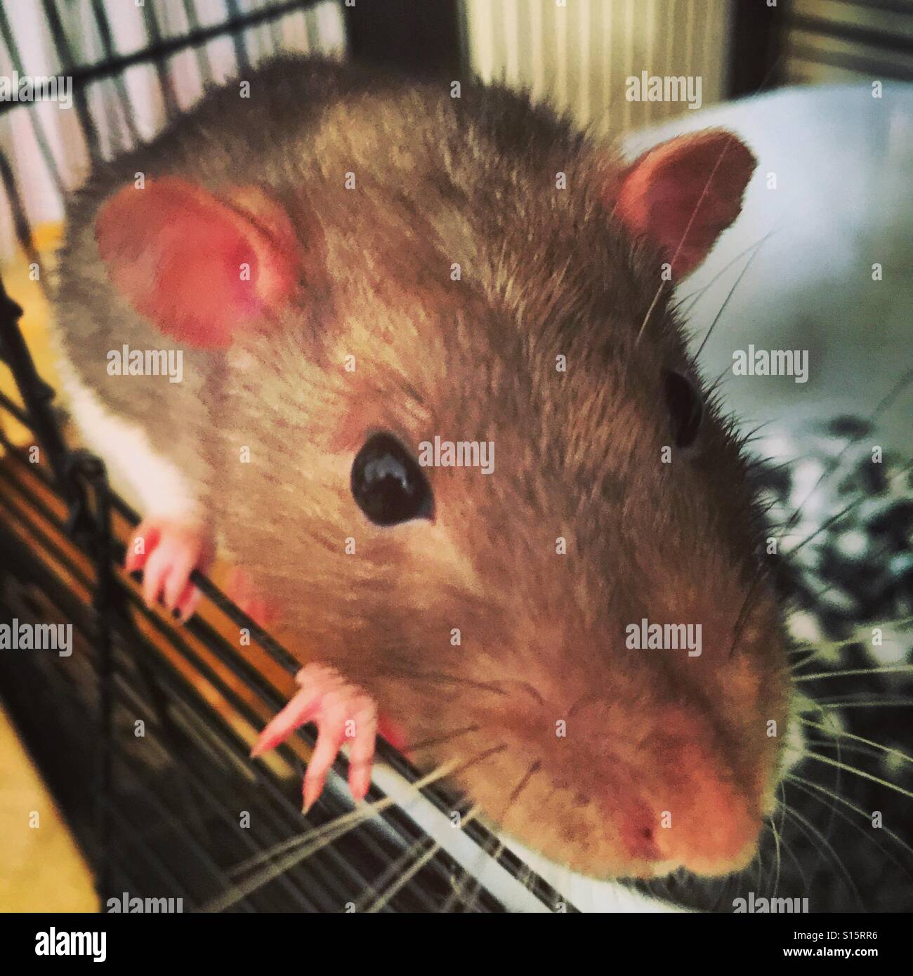 Rat nose whiskers hi-res stock photography and images - Alamy