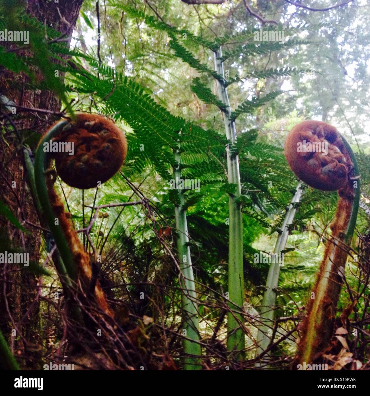 Rain forest in the Great Ocean Road near Melbourne (Australia Stock ...