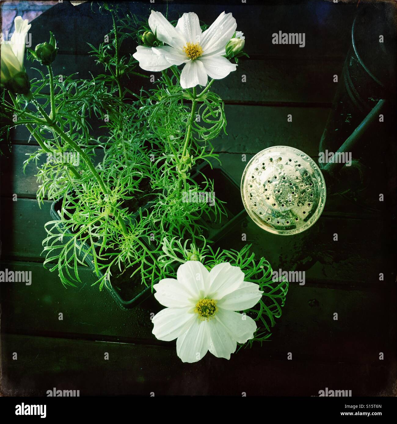 Cosmos seedlings hi-res stock photography and images - Alamy