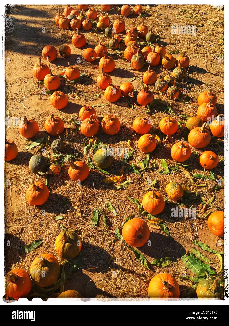 Row of pumpkins hi-res stock photography and images - Alamy