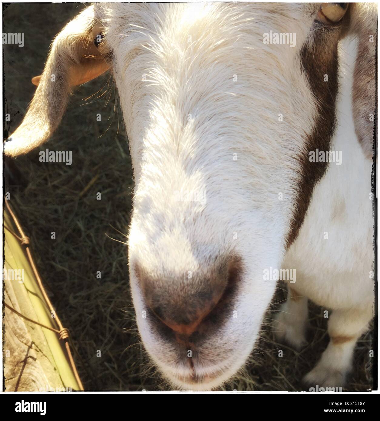 Goat nose hi-res stock photography and images - Alamy