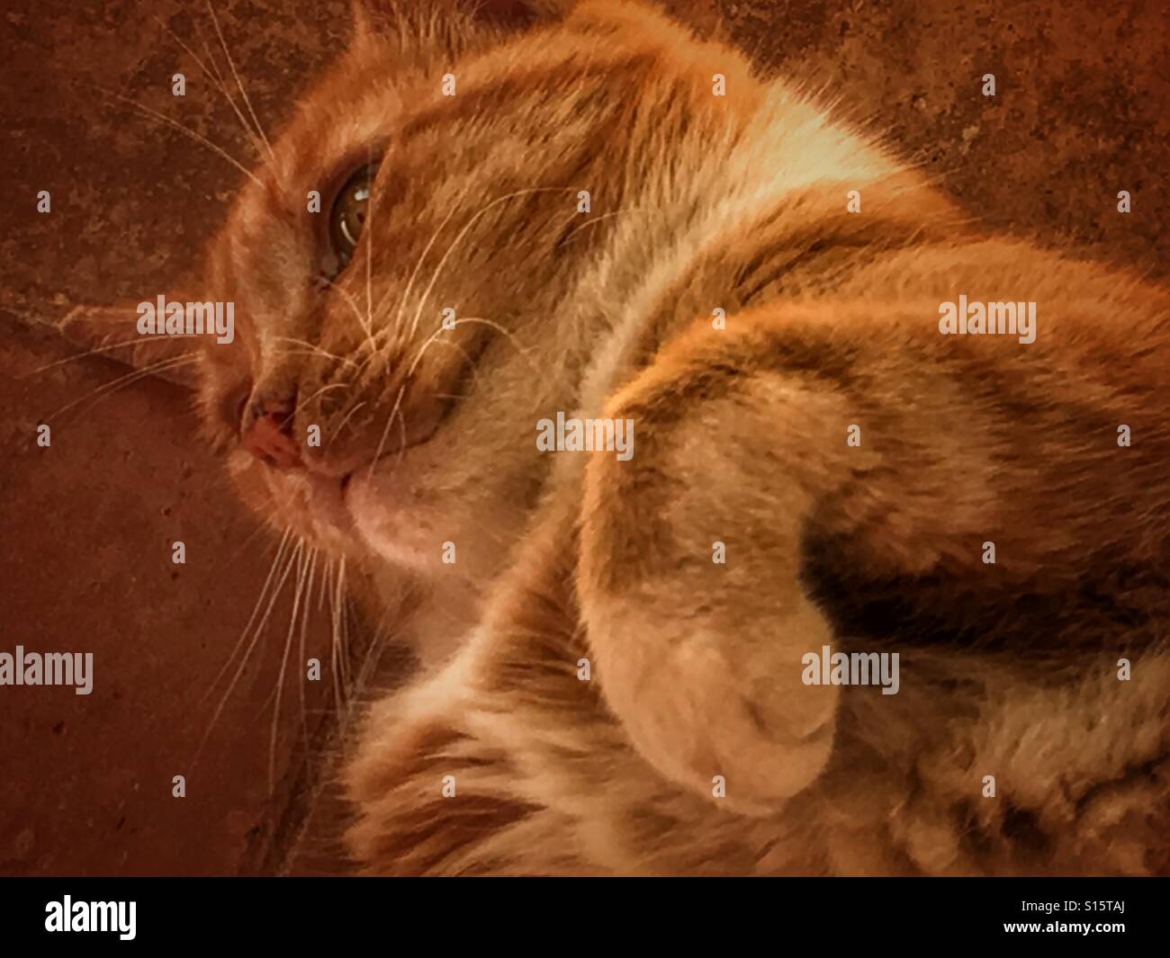 Ginger tabby cat, half asleep Stock Photo - Alamy