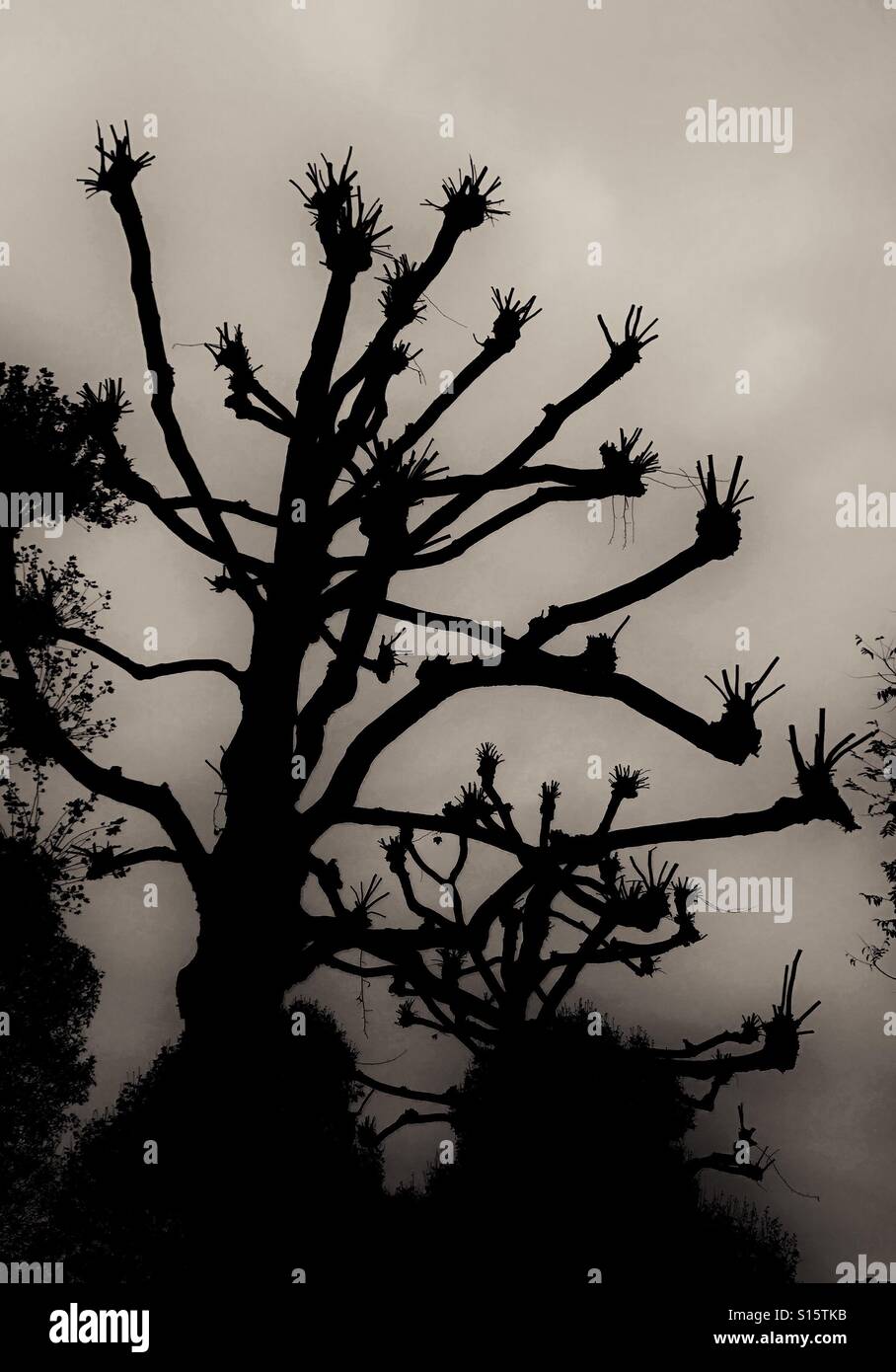 Waving tree hi-res stock photography and images - Alamy