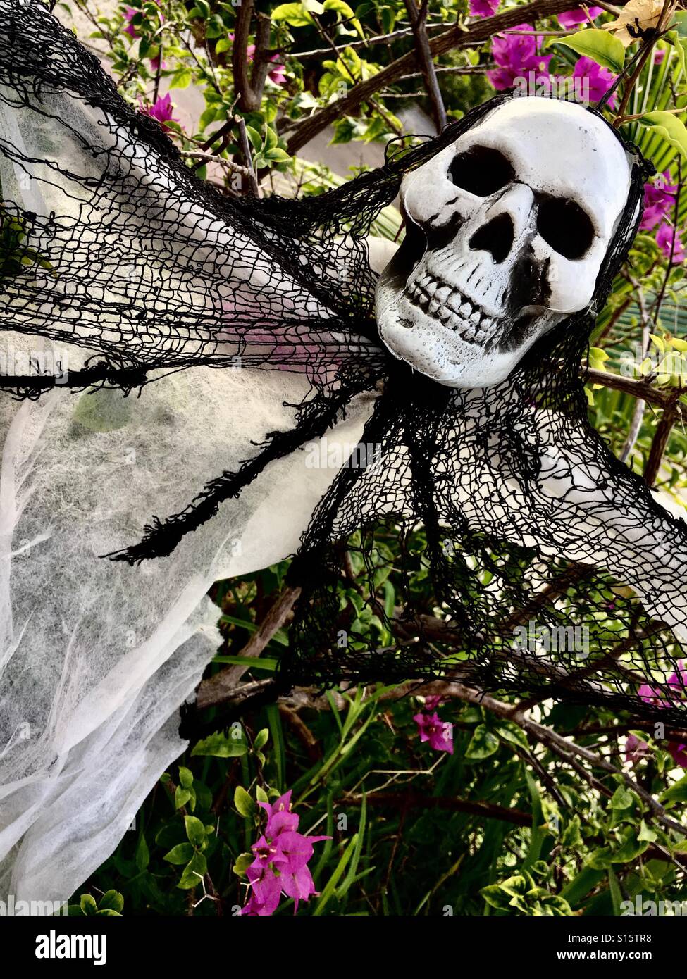 Scary skelton hi-res stock photography and images - Alamy