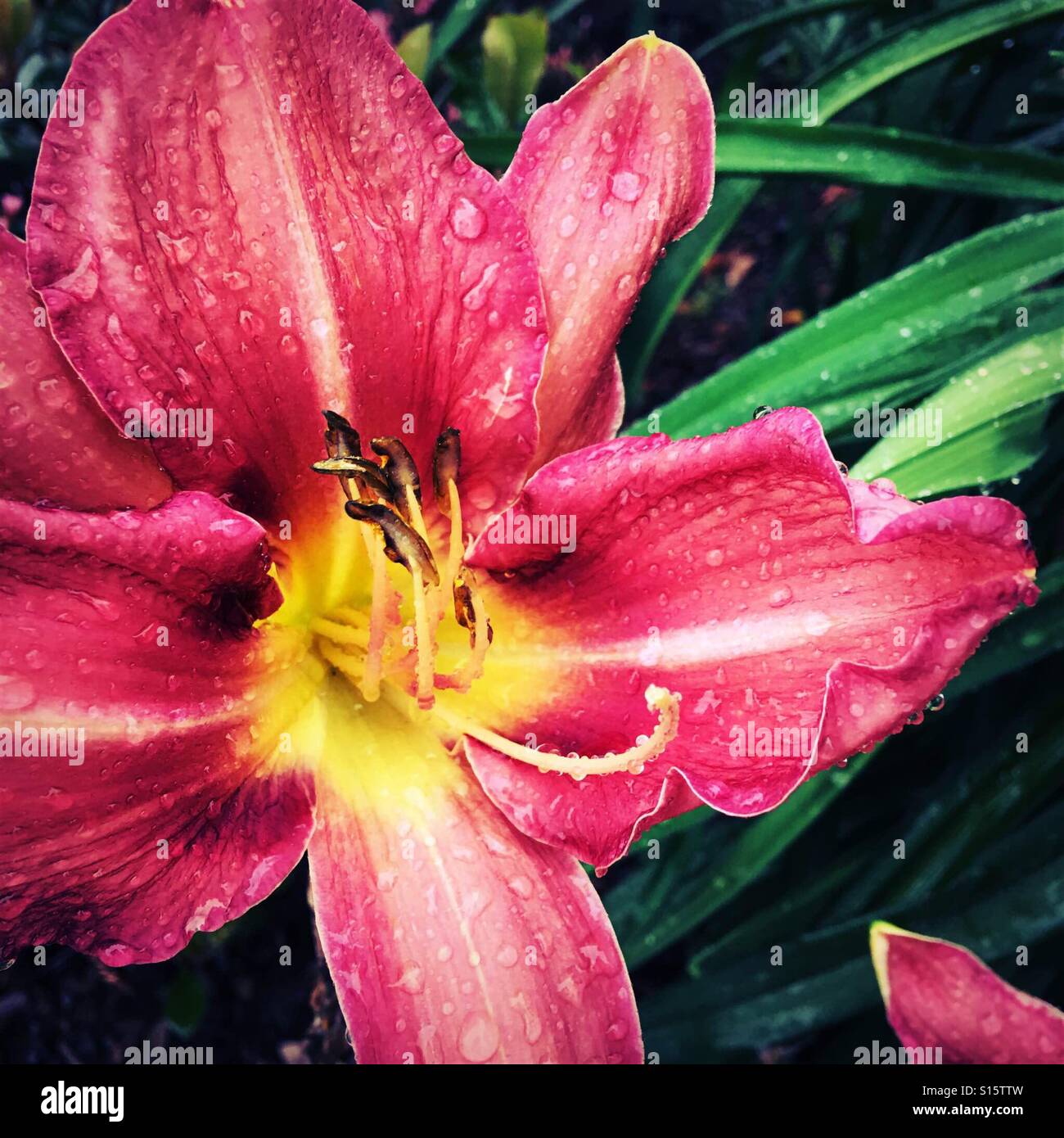 The red lily Stock Photo - Alamy