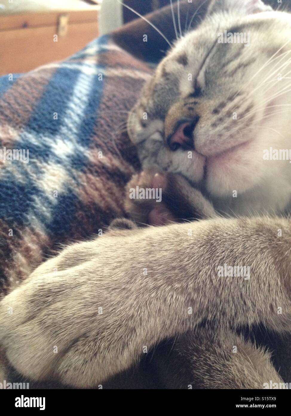 Happy cat hi-res stock photography and images - Alamy