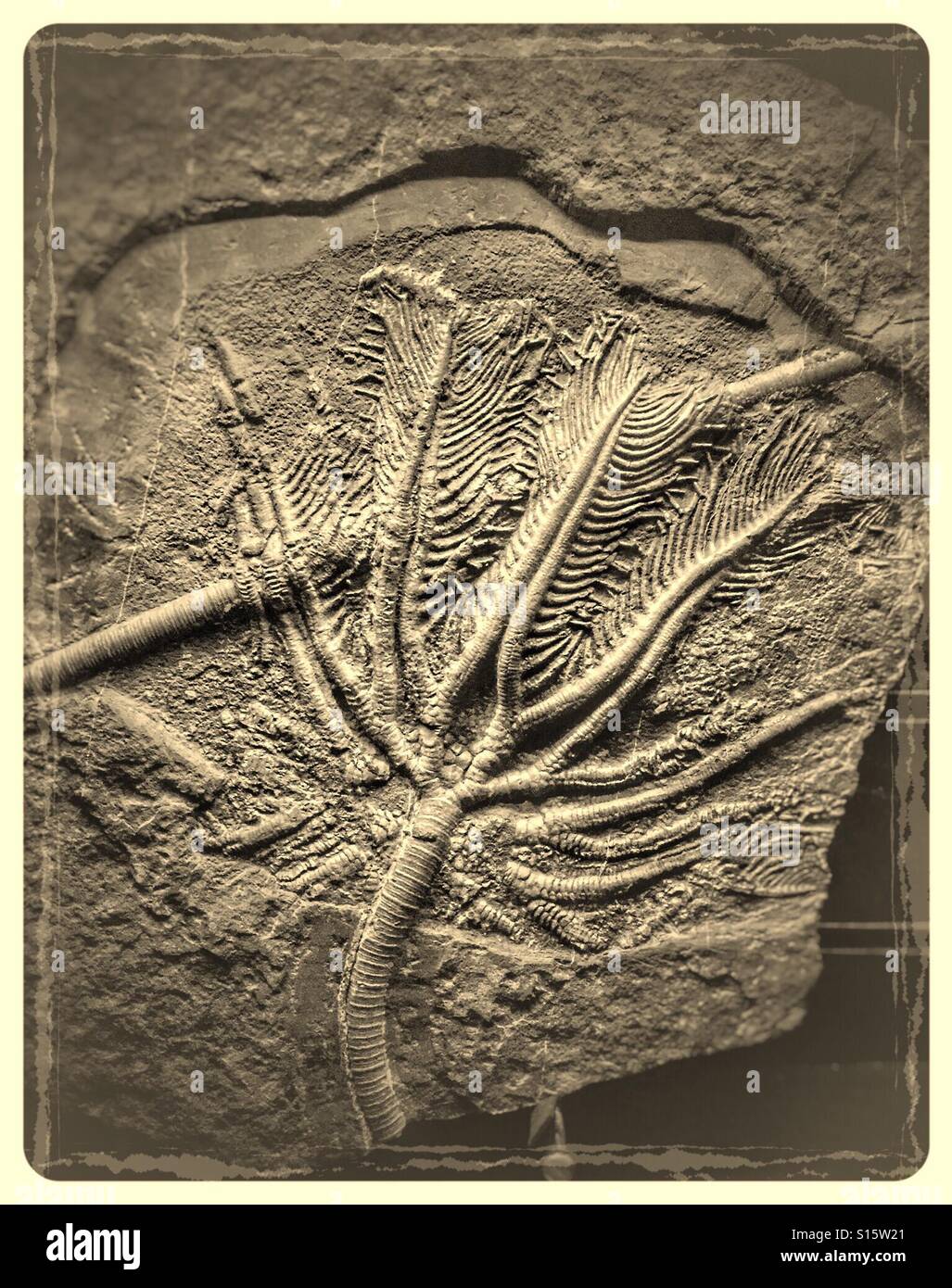 Fern fossil hi-res stock photography and images - Alamy