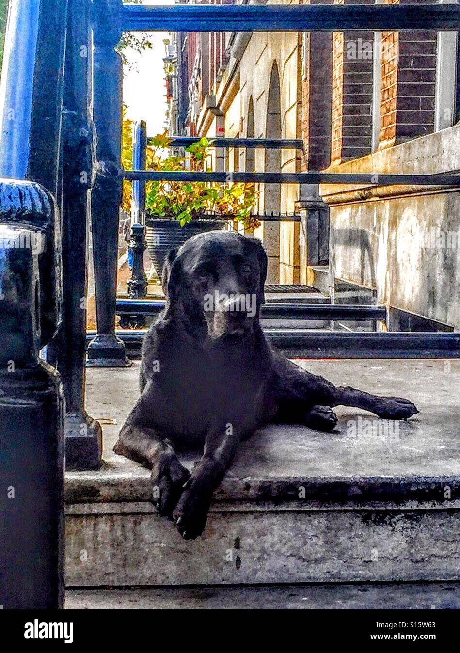 Amsterdam dutch labrador Stock Photo - Alamy