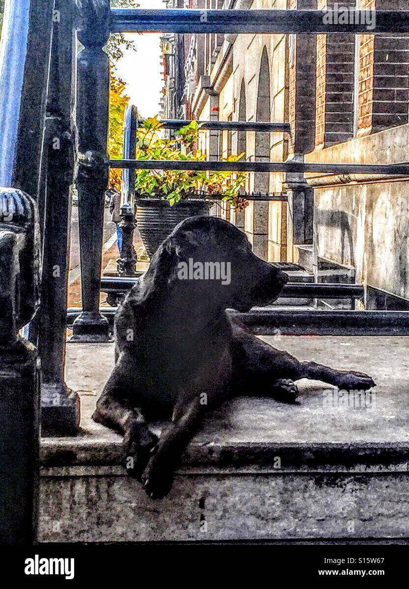 Amsterdam dutch hi-res stock photography and images - Alamy