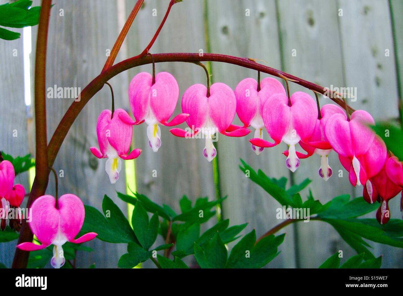 Bleeding rose hi-res stock photography and images - Alamy