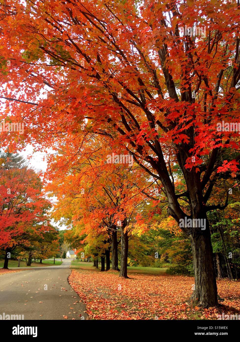 Pretty fall foliage Stock Photo - Alamy
