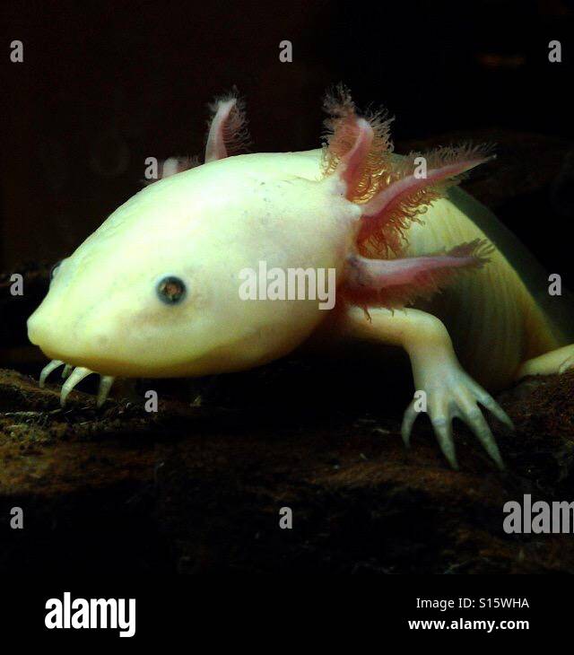 Axolotl pet hi-res stock photography and images - Alamy
