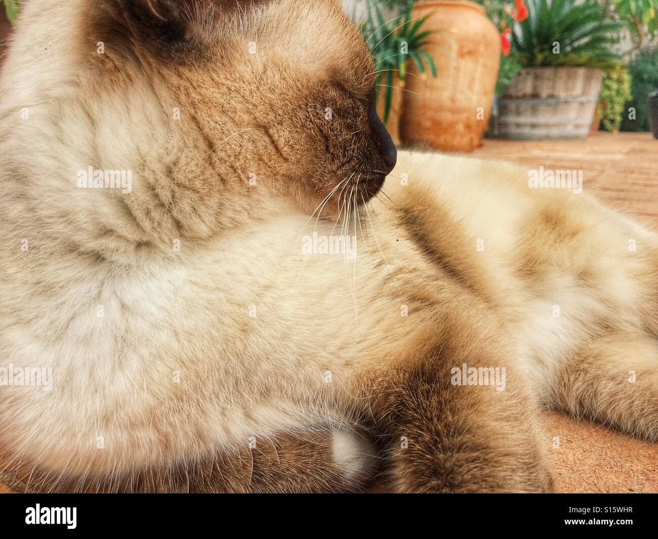 Siamese cat, lying in the sun Stock Photo - Alamy