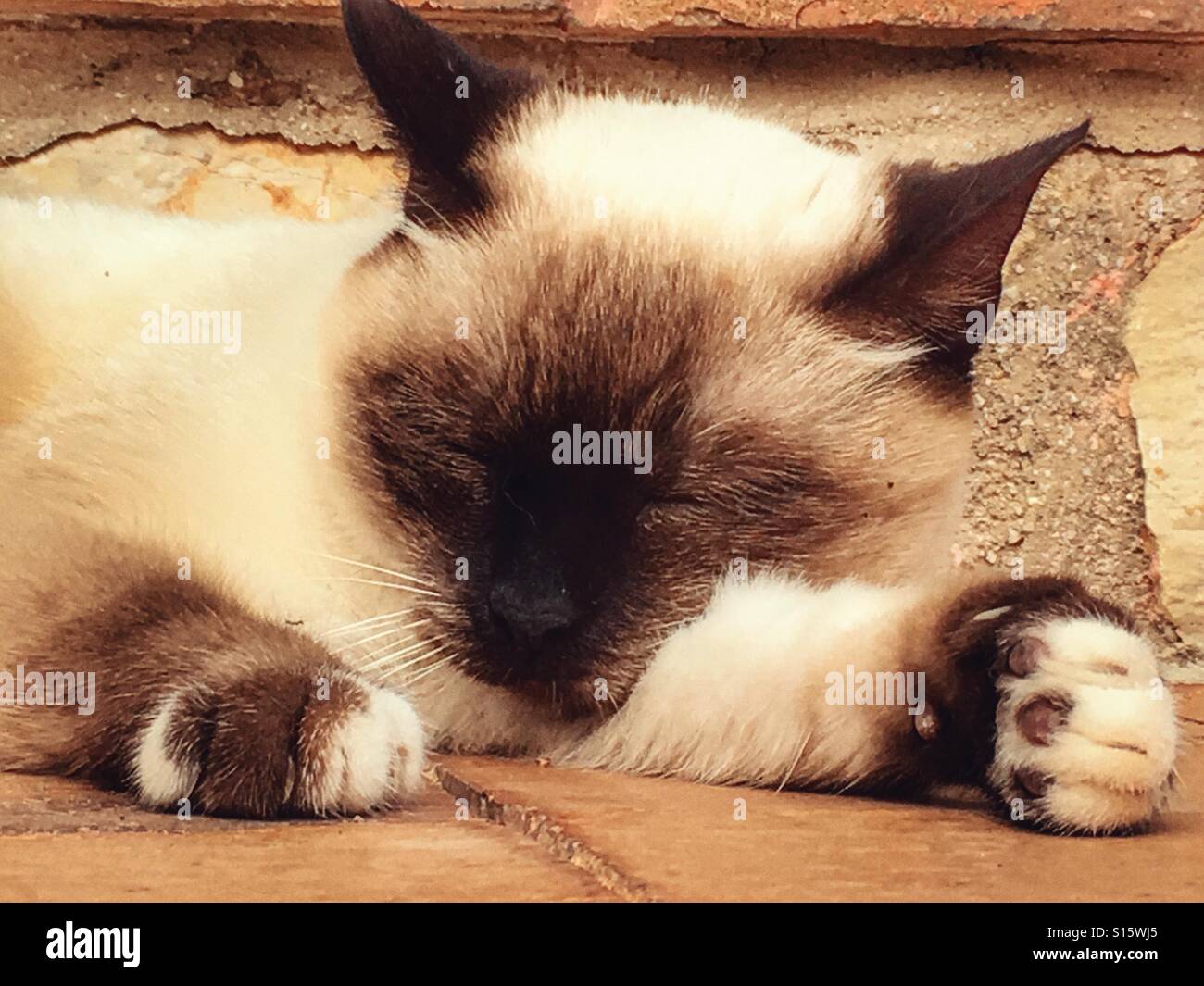 Siamese cat, chin on paw, asleep Stock Photo - Alamy