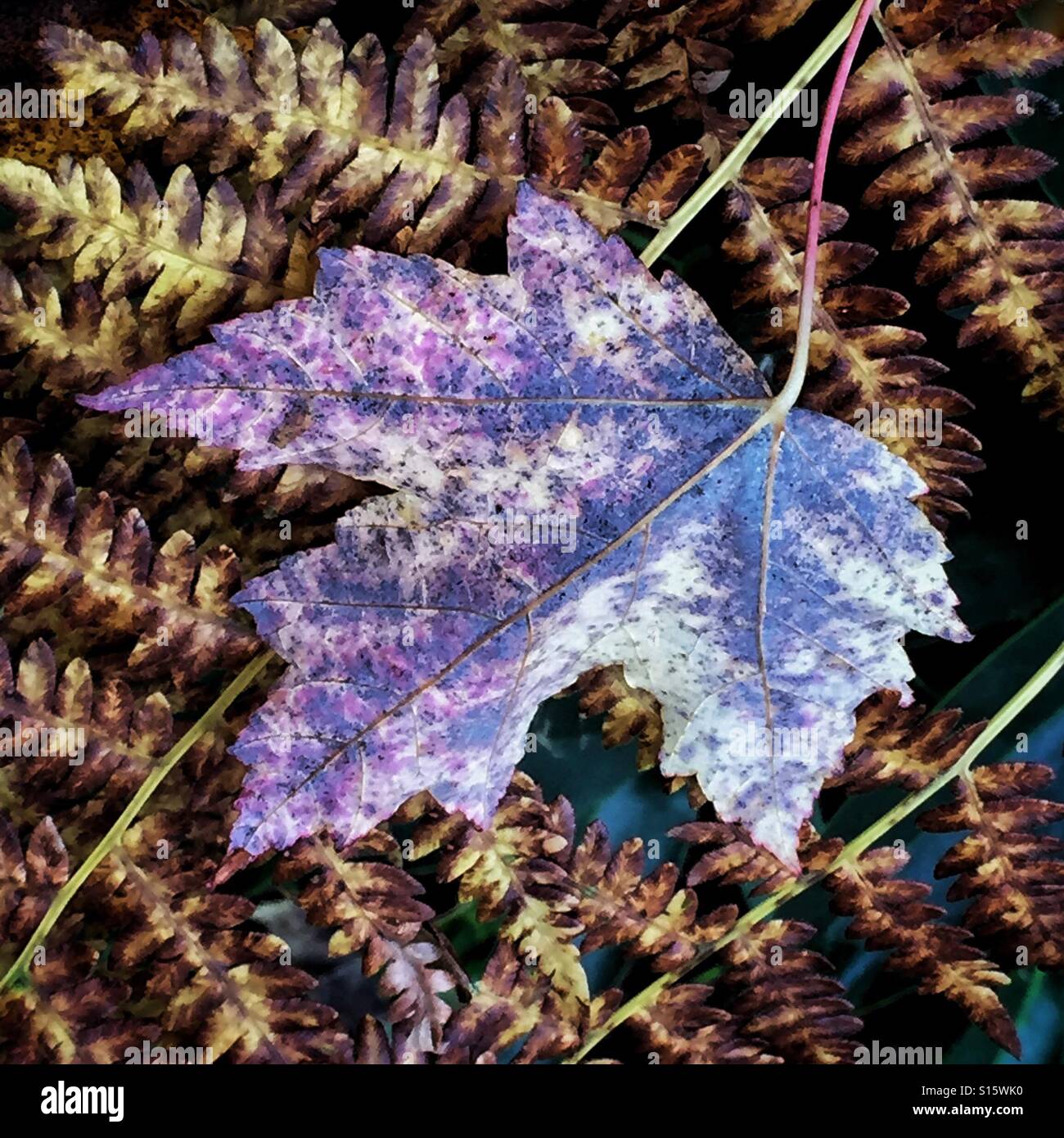 Decaying leaf hi-res stock photography and images - Alamy