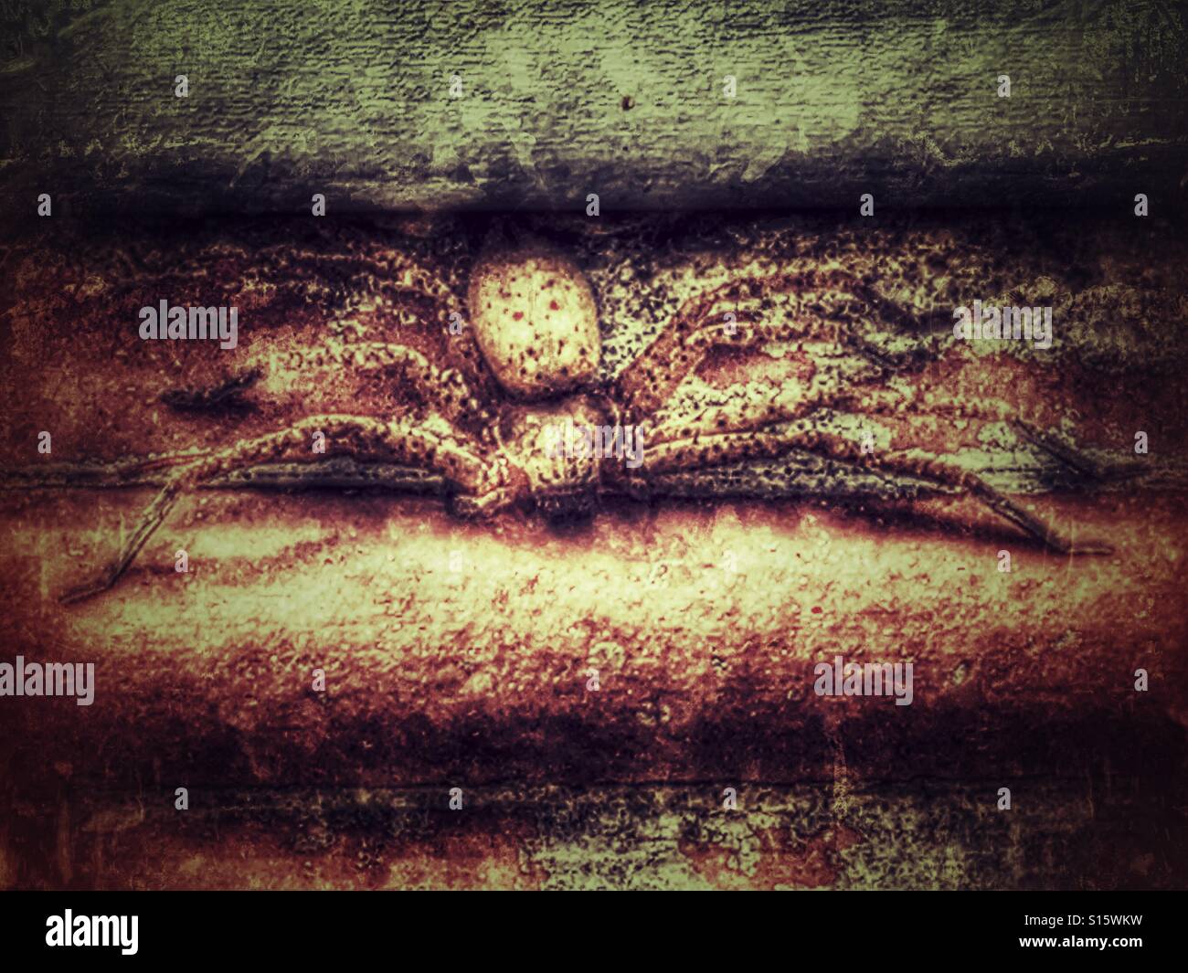 Large, creepy spider Stock Photo - Alamy