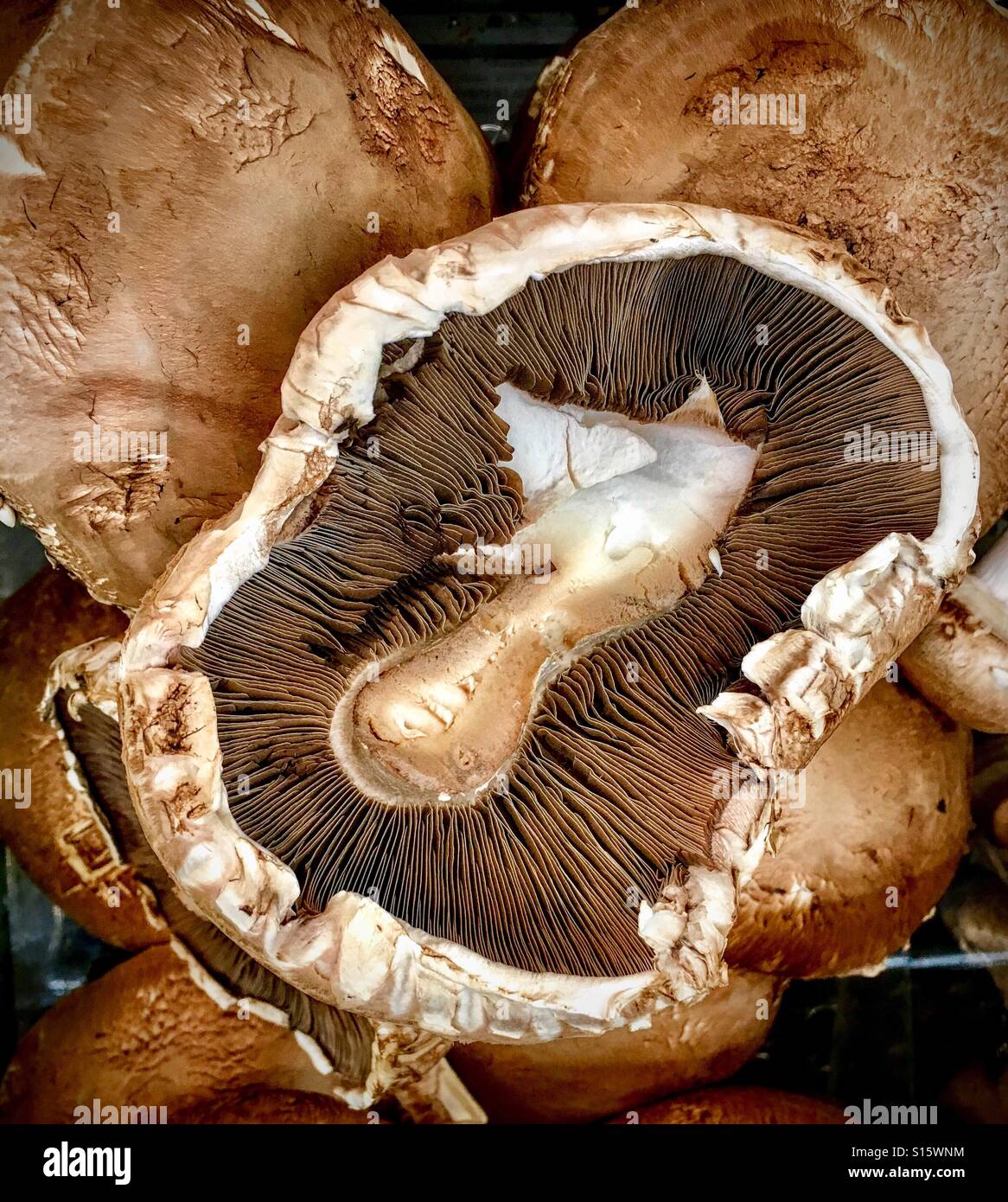 Close up of Portobello mushrooms Stock Photo - Alamy