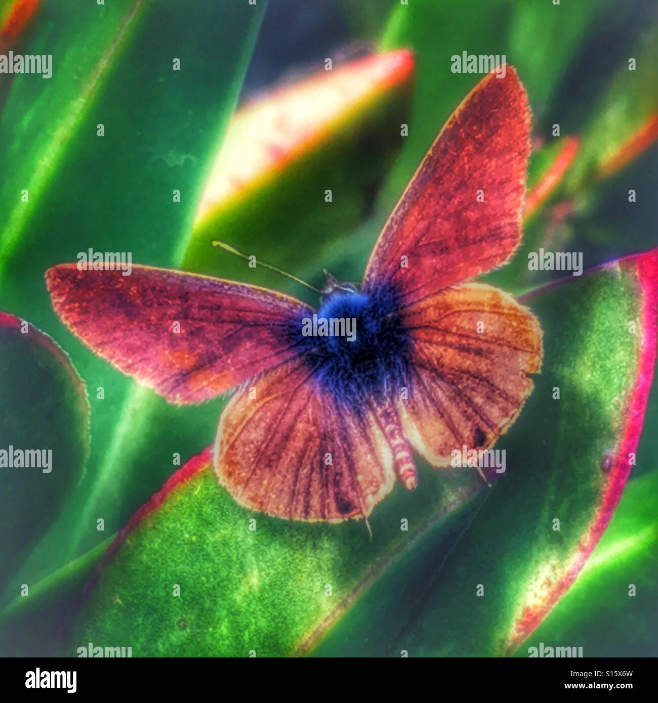 Small brown butterfly Stock Photo - Alamy