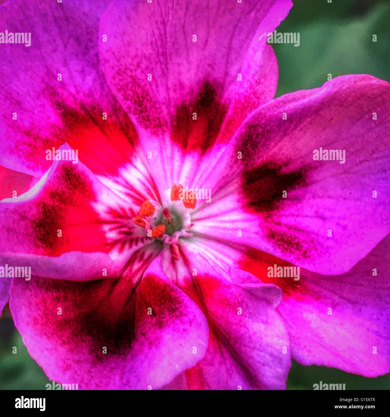 Pelargonium, flower close up Stock Photo - Alamy