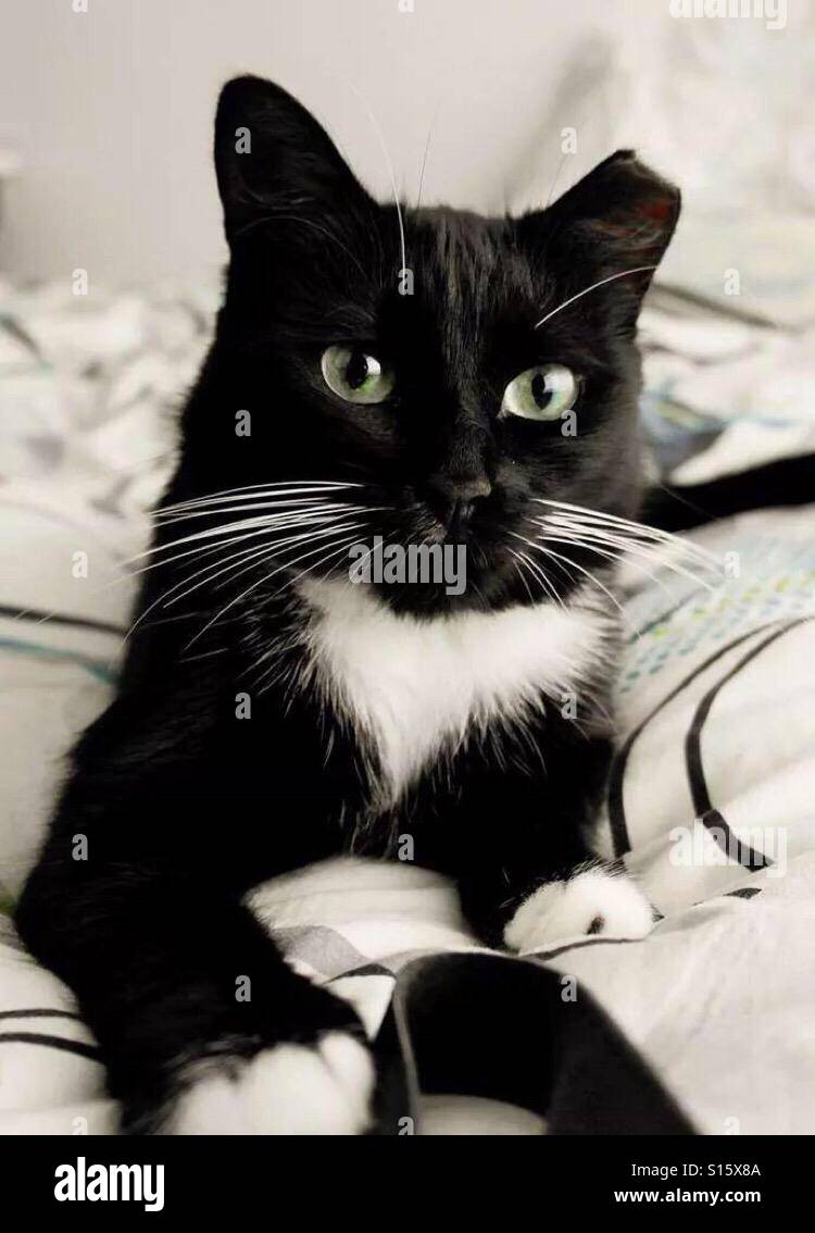 Clipped Ear Stock Photos & Clipped Ear Stock Images - Alamy