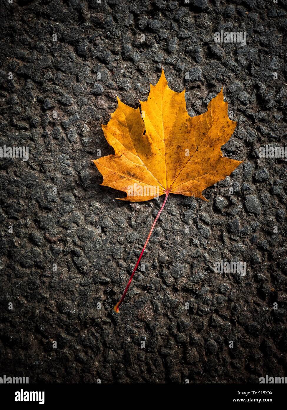 Road on the leaf hi-res stock photography and images - Alamy