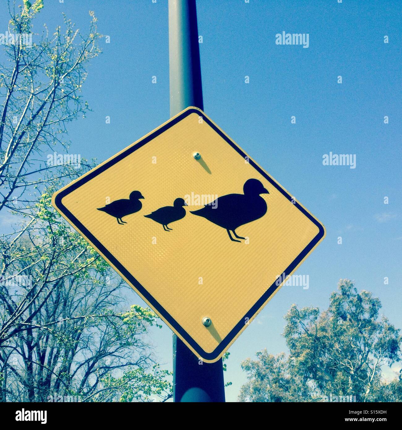 Baby Ducks High Resolution Stock Photography and Images - Alamy