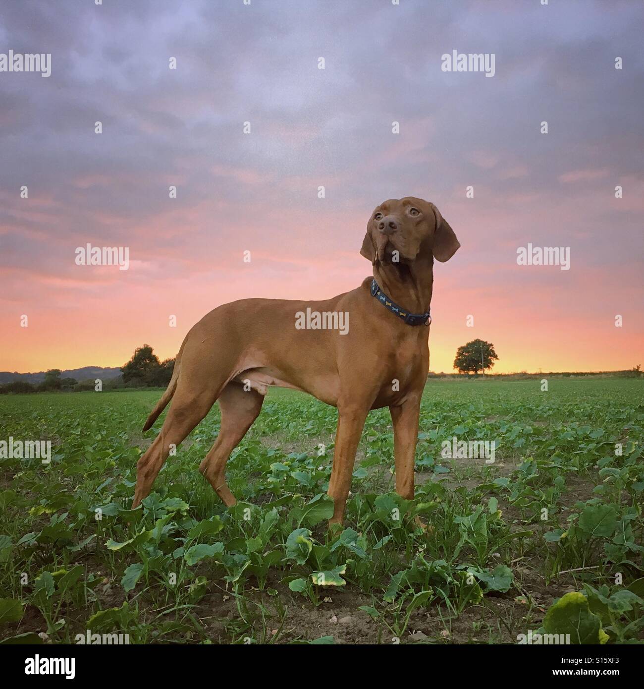 Dog in countryside with sunset Stock Photo - Alamy