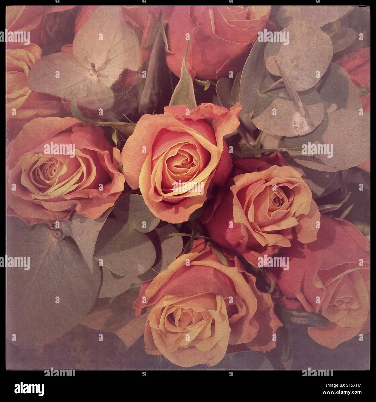 Salmon coloured roses Stock Photo - Alamy