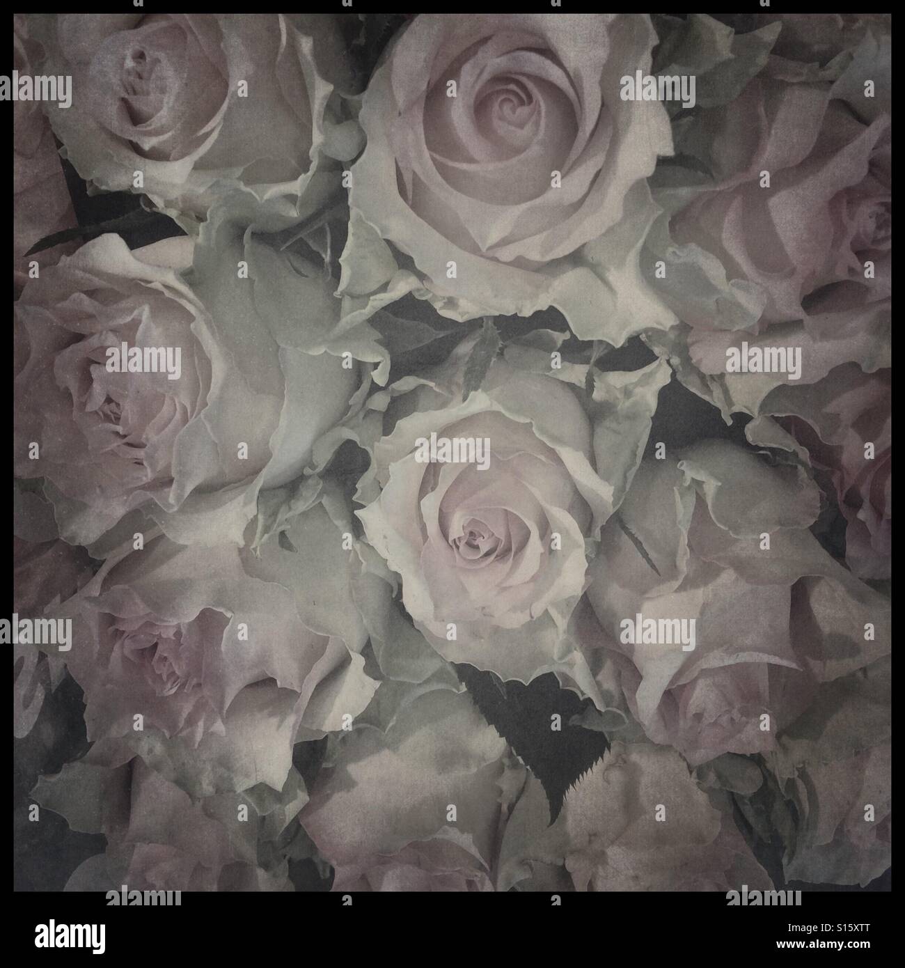 Pale pink roses Stock Photo - Alamy