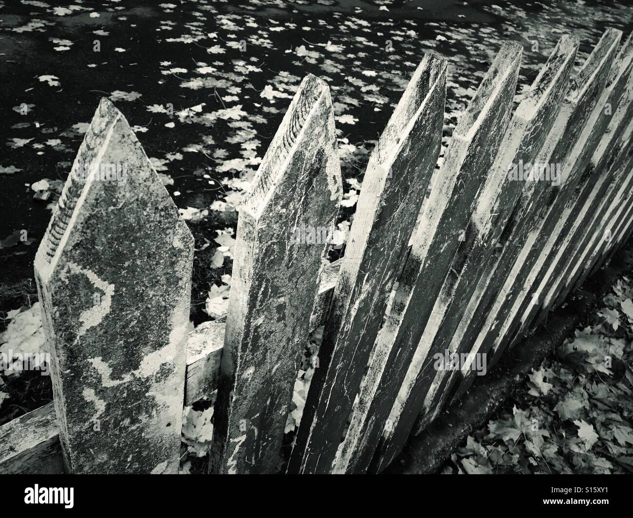 Old mossy white picket fence Stock Photo - Alamy