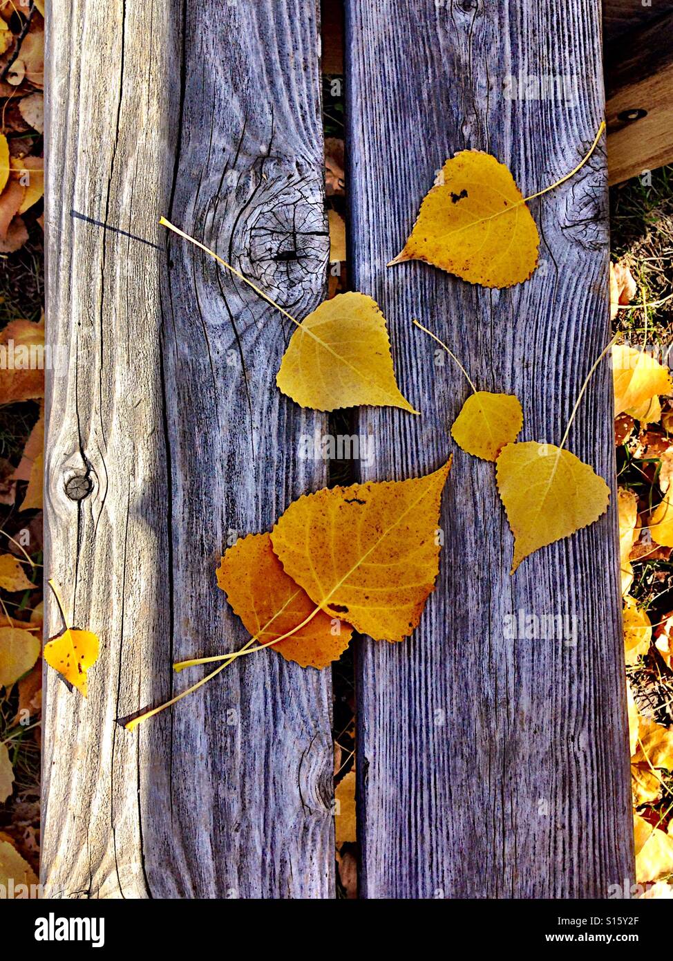 Fall leaves on weathered wood Stock Photo - Alamy