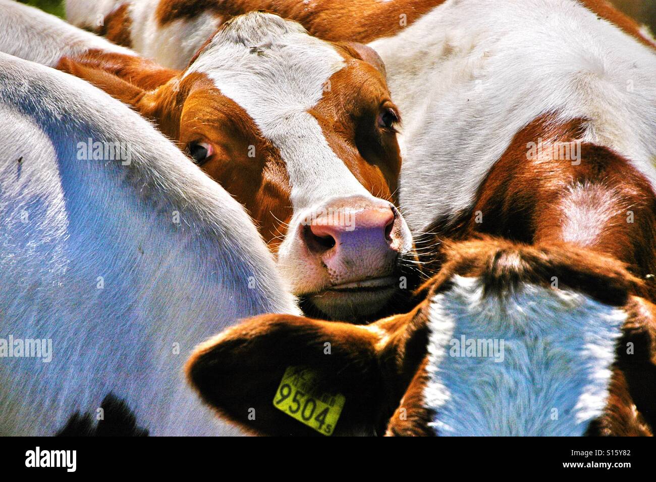 Face the crowd hi-res stock photography and images - Alamy