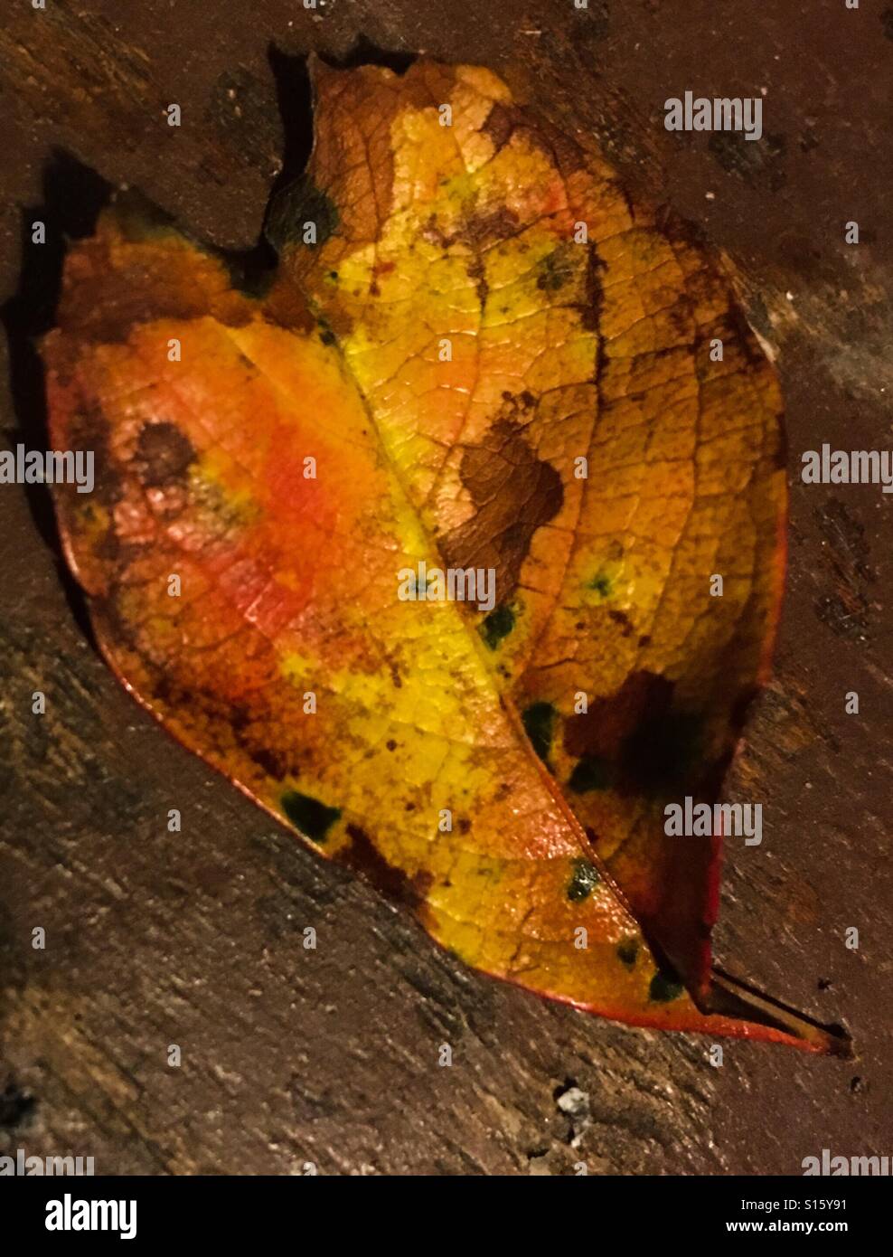 Leaf Scars High Resolution Stock Photography and Images - Alamy