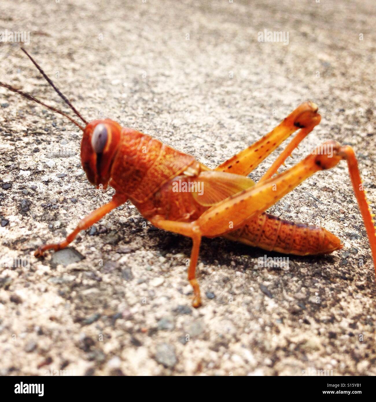 Big hop hi-res stock photography and images - Alamy