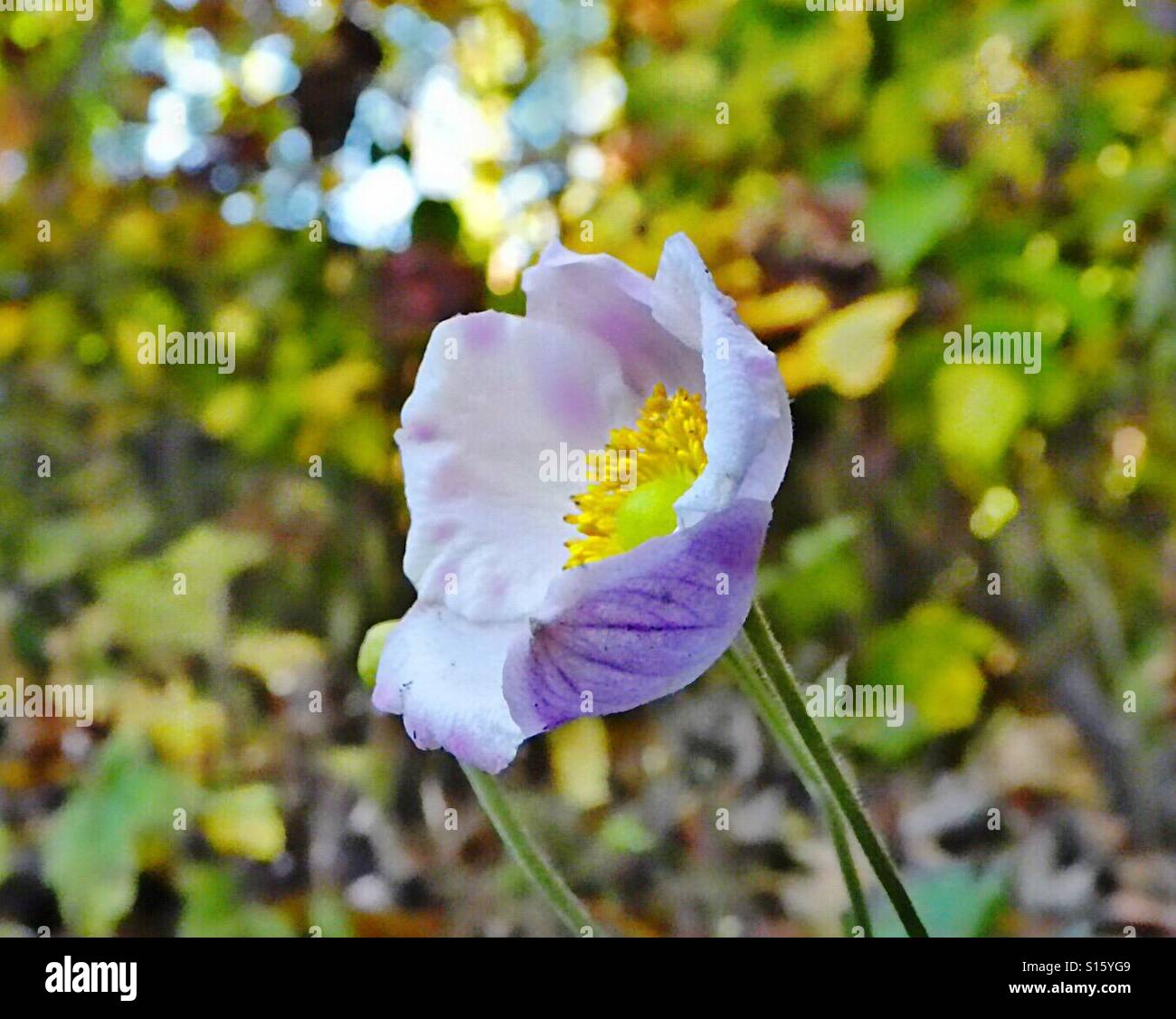 Autumn anemone hi-res stock photography and images - Alamy