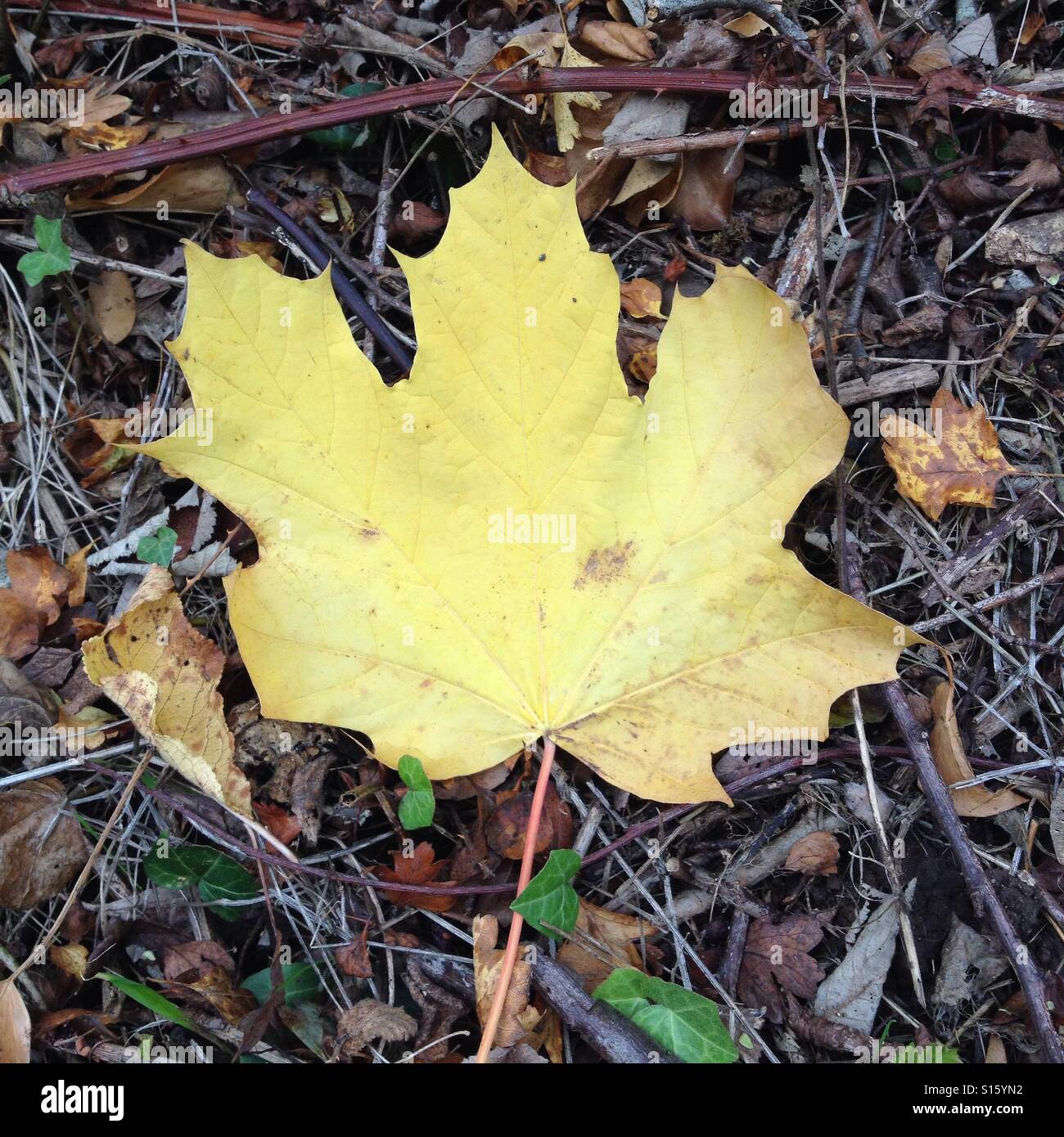 Sycamore falls hi-res stock photography and images - Alamy