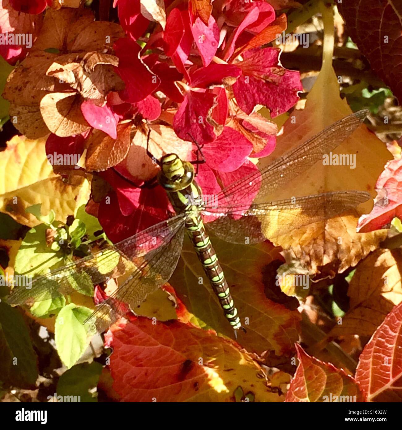 Aeschna Cyanea High Resolution Stock Photography and Images - Alamy