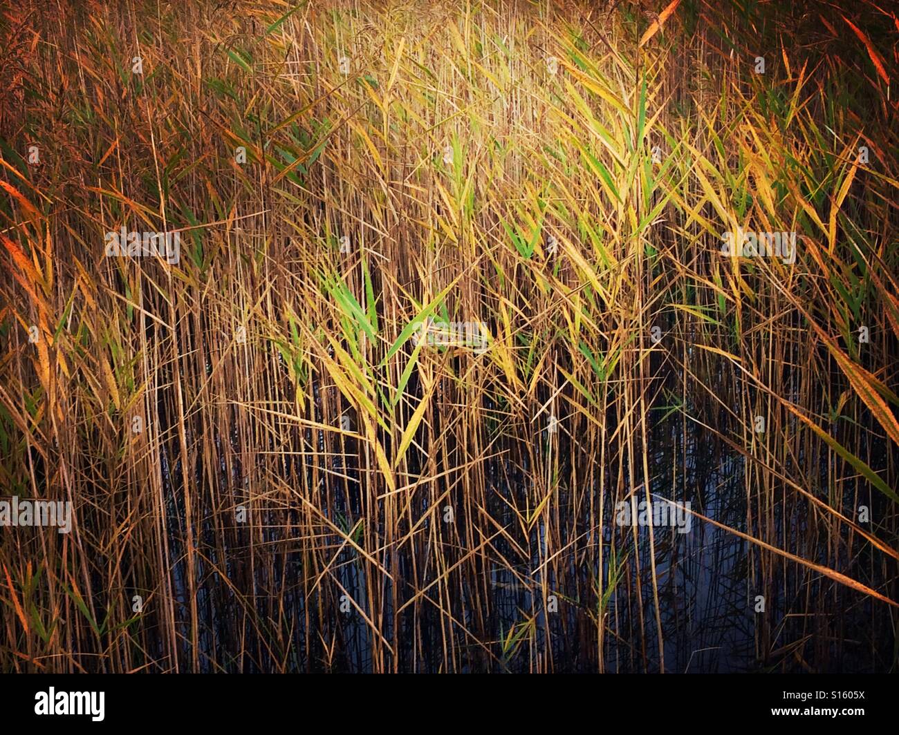 Bull rushes hi-res stock photography and images - Alamy