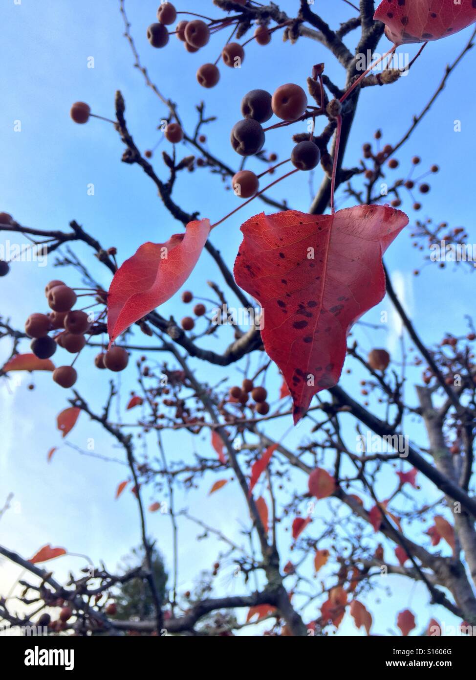Fruit trees in the fall Stock Photo - Alamy