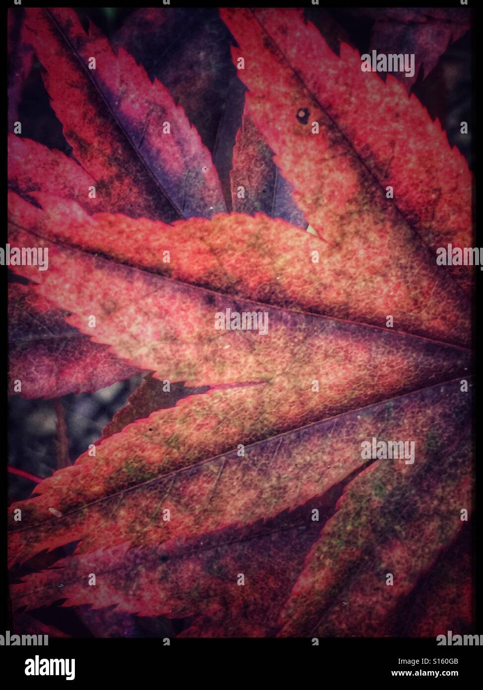 Pointy Leaves Stock Photos & Pointy Leaves Stock Images - Alamy