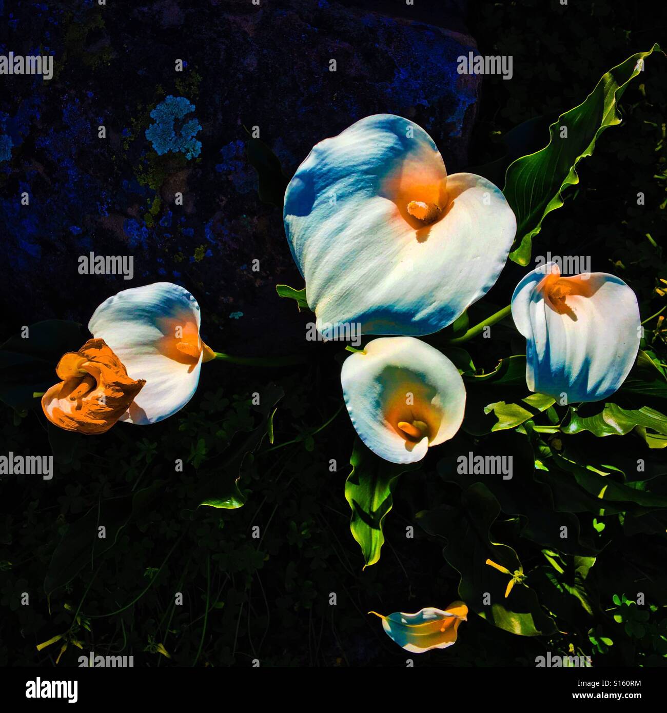 The dying lily Stock Photo - Alamy