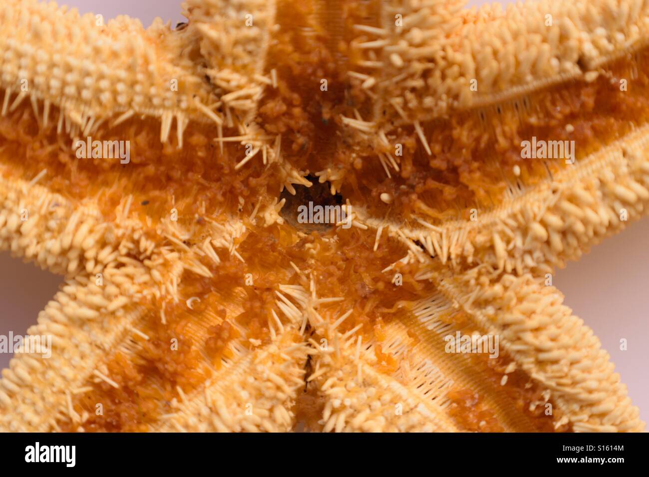 Starfish underside hi-res stock photography and images - Alamy
