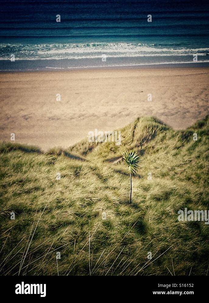 Lone palm hi-res stock photography and images - Alamy