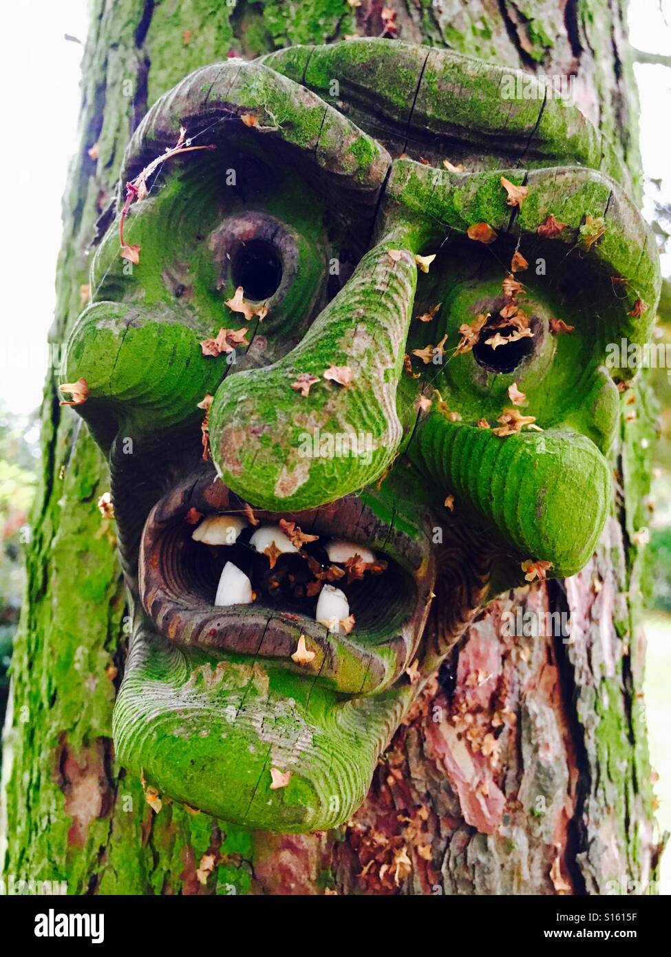 Scary face tree hi-res stock photography and images - Alamy