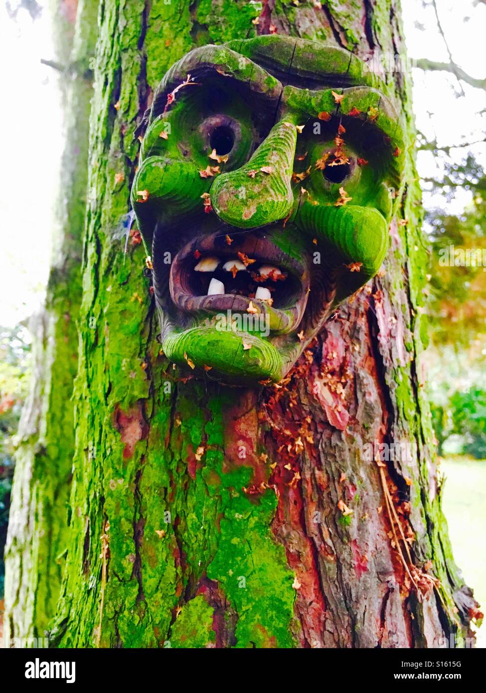Scary looking trees hi-res stock photography and images - Alamy