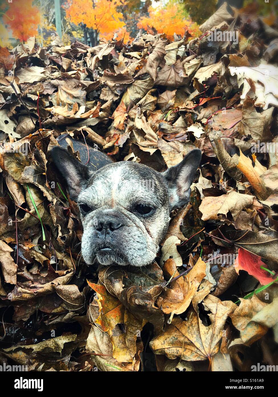 Pile with leaves hi-res stock photography and images - Alamy